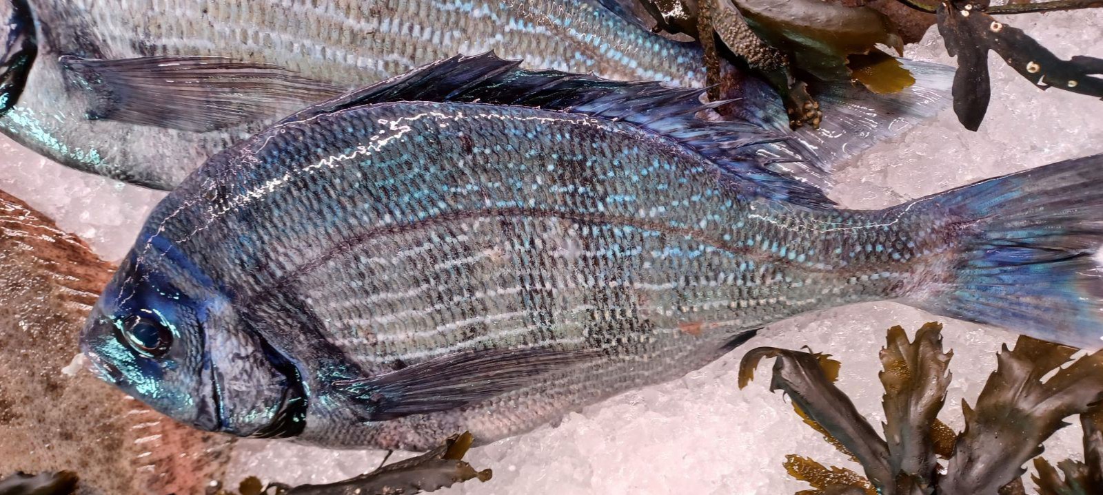 Poissonnerie au Crès (34) : Poissons Frais, Fruits de Mer, Coquillage ...